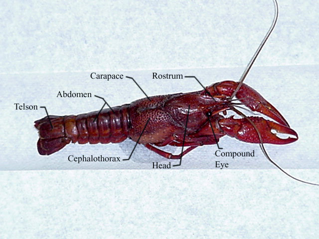 Crayfish Dissection Lab Companion